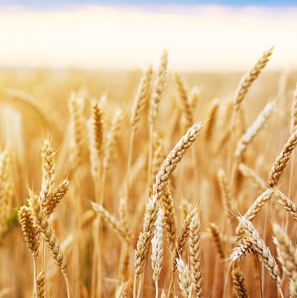 Seed Production - Genesis Seed Solutions